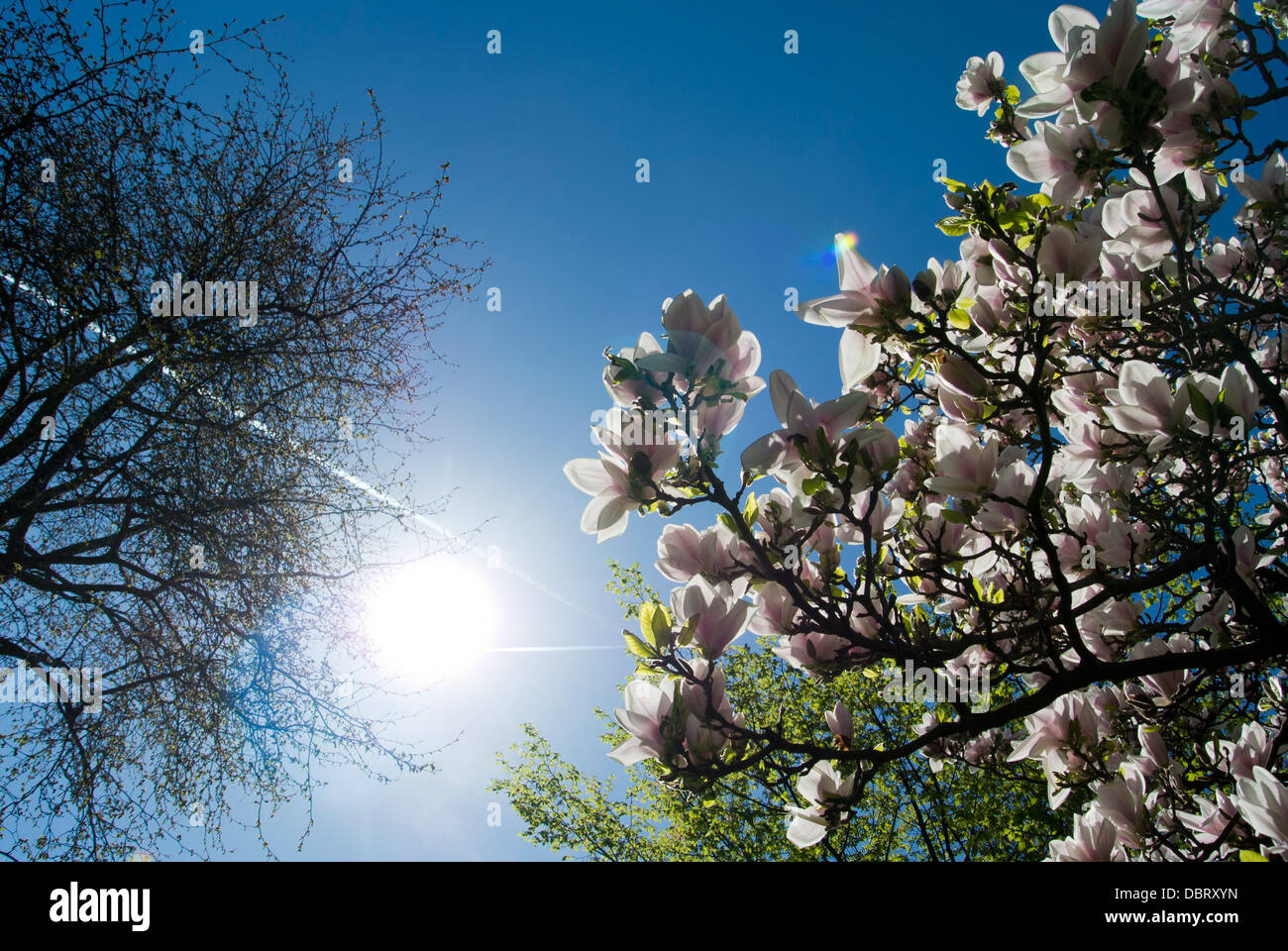 Blue magnolia tree hi-res stock photography and images - Alamy