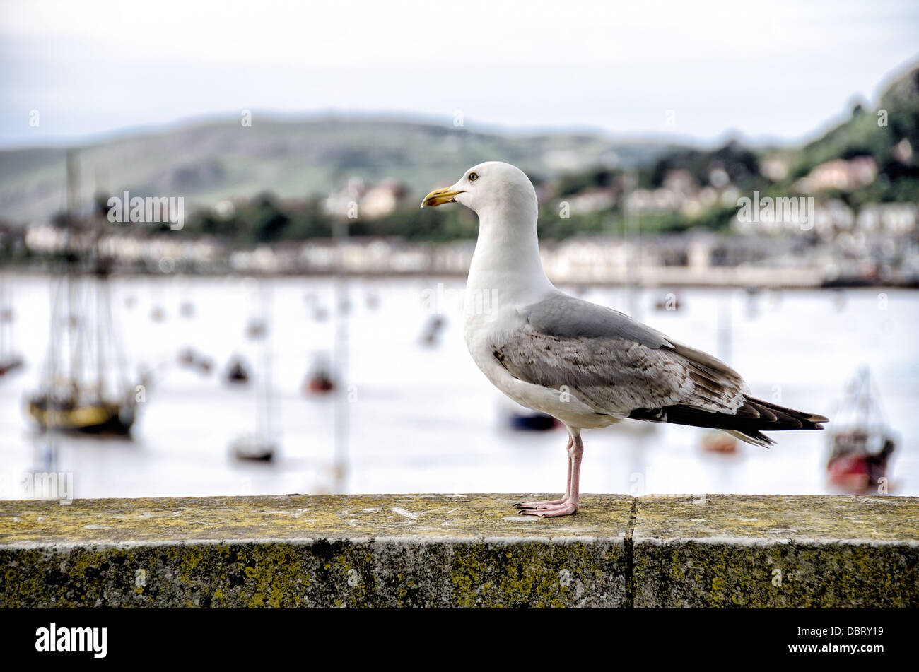 A seagull sits on a stone wall on the waterfront at Conwy on the ...