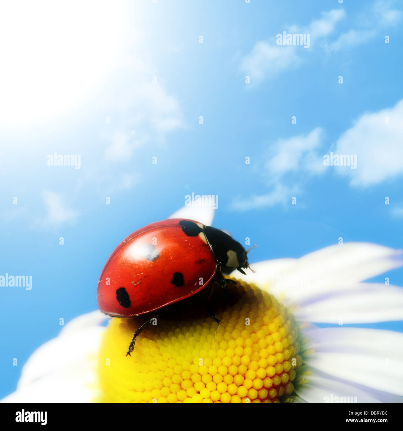 ladybug on flower Stock Photo - Alamy