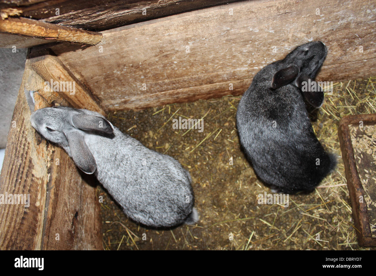 the image of brood of the young amusing rabbits Stock Photo - Alamy