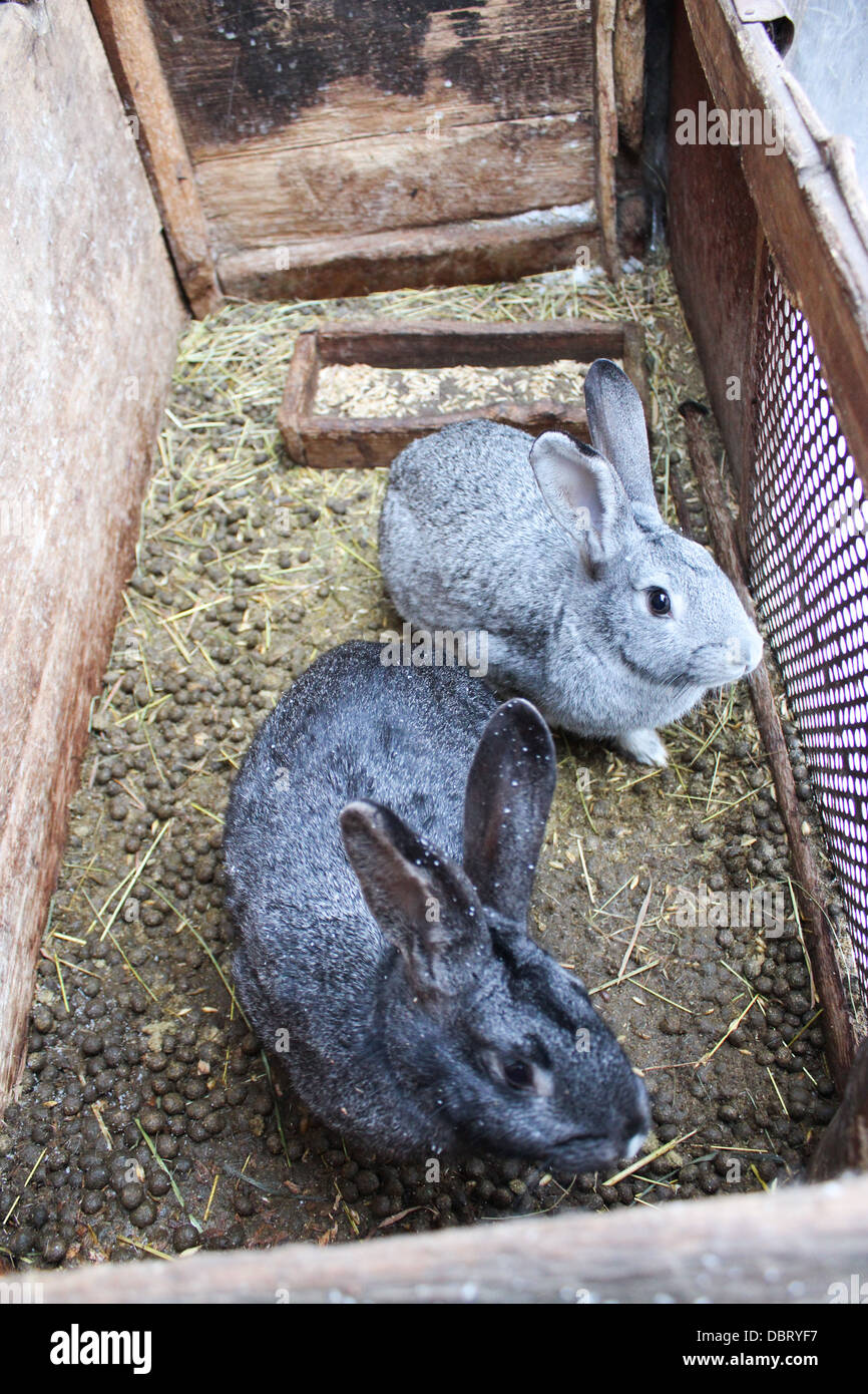 The image of pair of nice rabbits behind a bar Stock Photo - Alamy