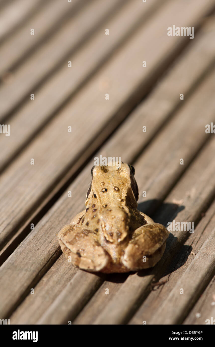 Rear view of Common Frog ("Rana temporaria") on garden decking by pond ...