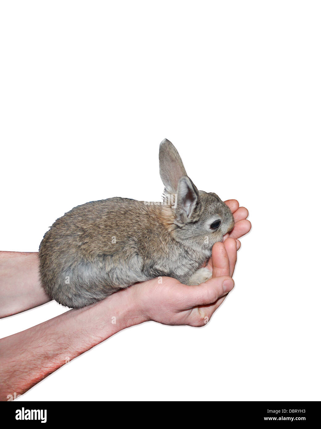 small nice rabbit in the hand isolated on the white background Stock ...