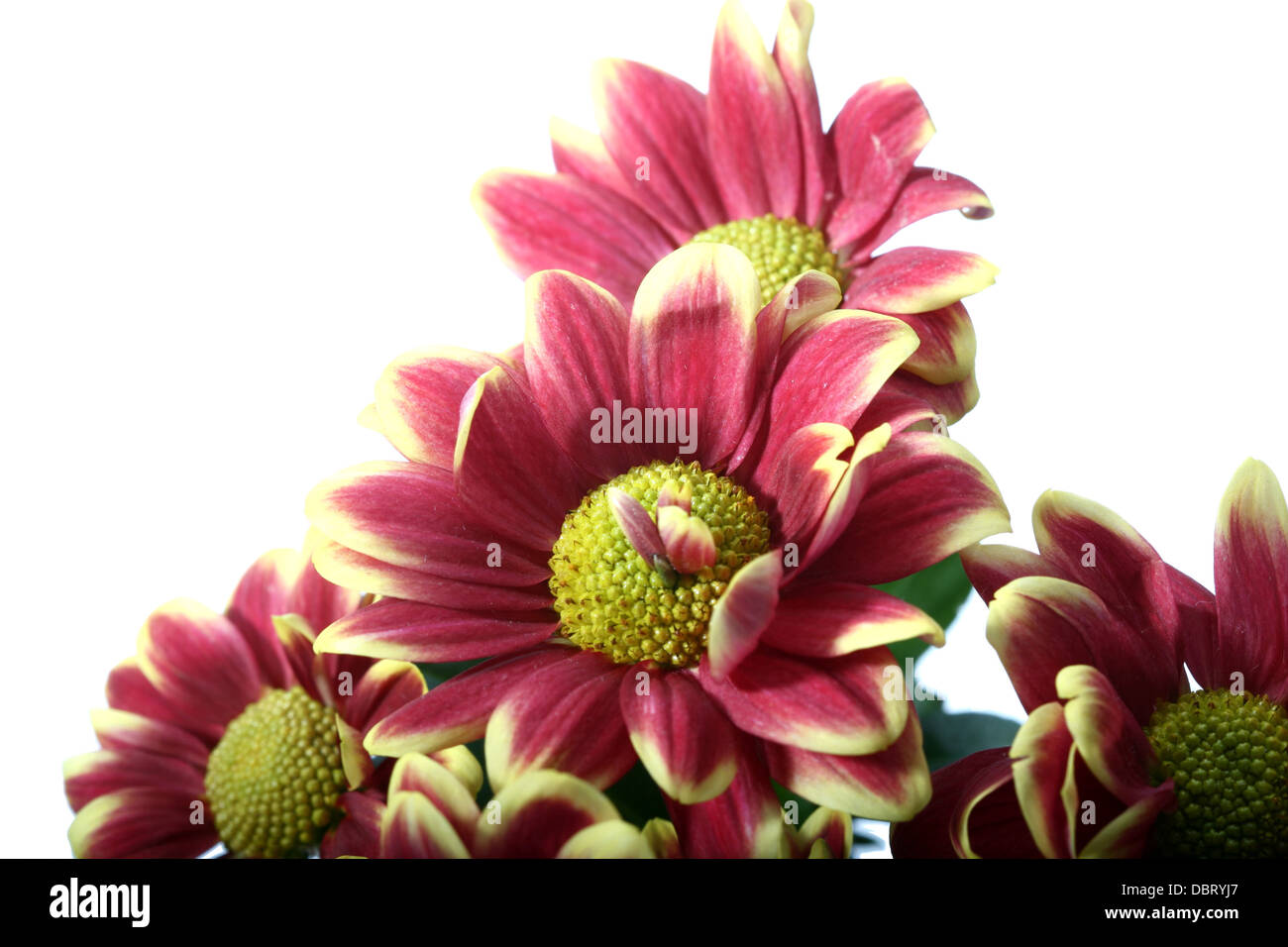 beautiful red spring flower close-up Stock Photo - Alamy