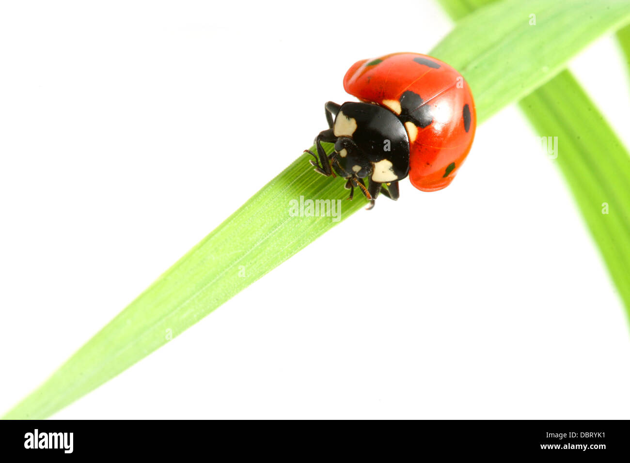 red ladybug on green grass isolated Stock Photo - Alamy