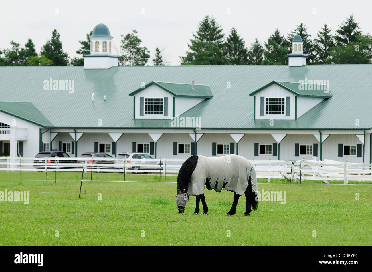 Dressage horses grazing in front of boarding stable Stock Photo - Alamy