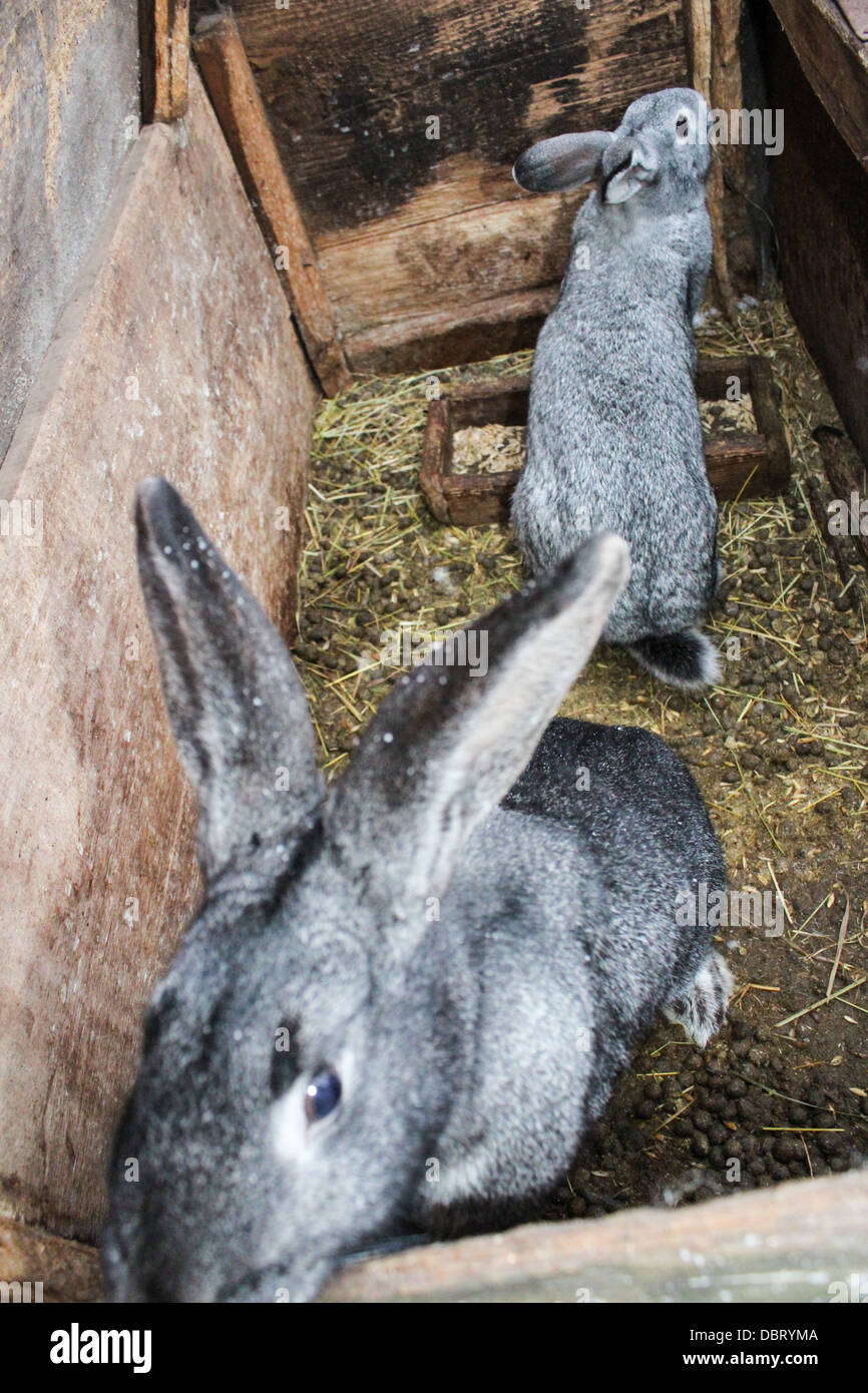 White rabbit teeth hi-res stock photography and images - Alamy