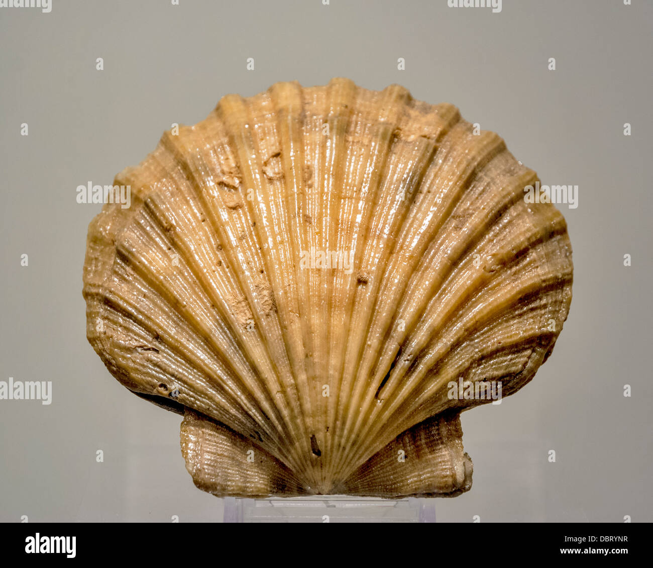 Scallop shell fossil hi-res stock photography and images - Alamy