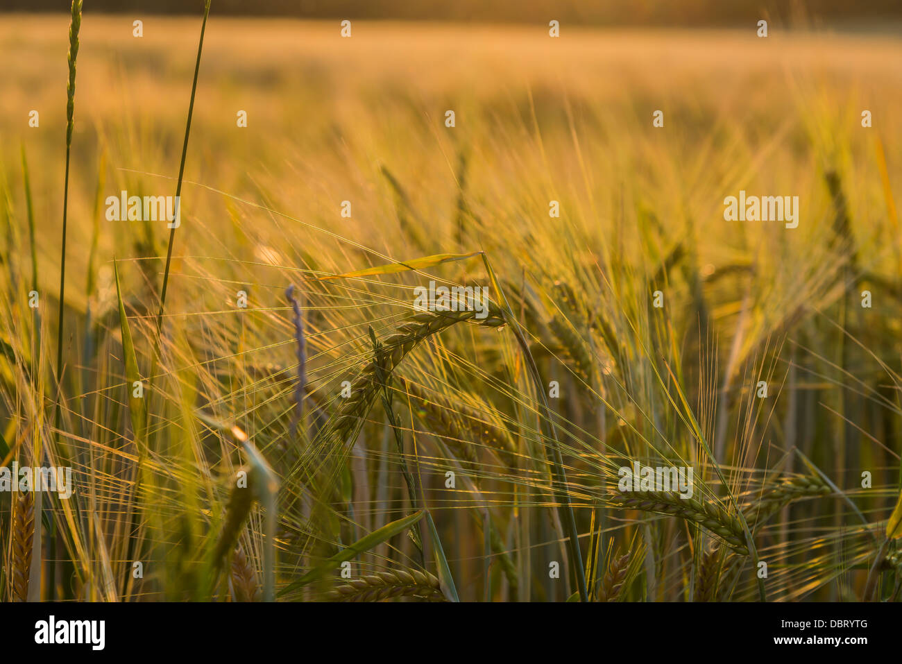 Grain crowing hi-res stock photography and images - Alamy