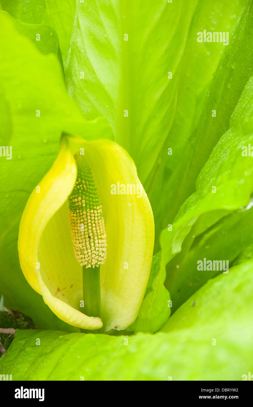 Alien species American Skunk-Cabbage in boggy area in Devon riverside ...