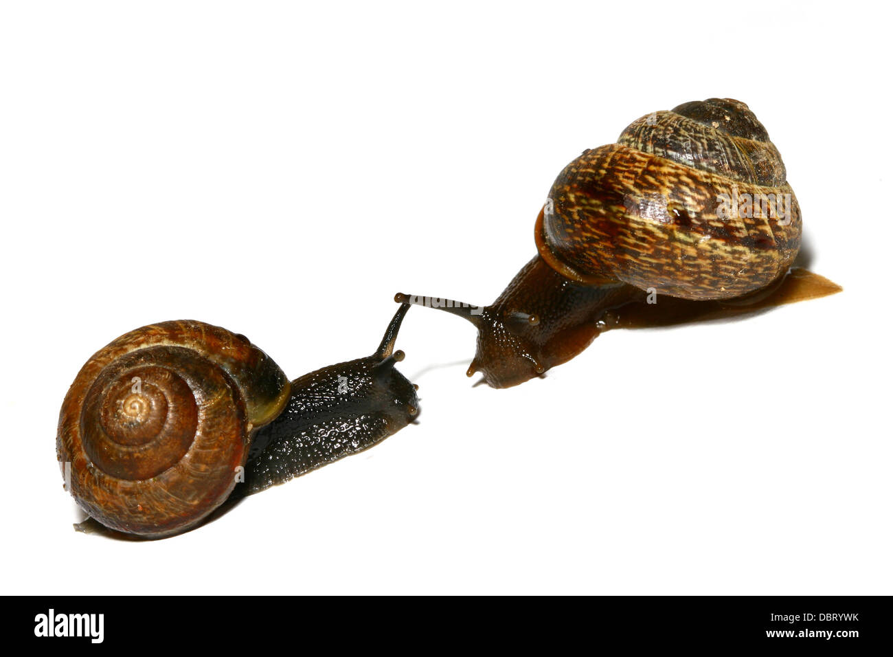 little shell macro close up isolated on white Stock Photo - Alamy