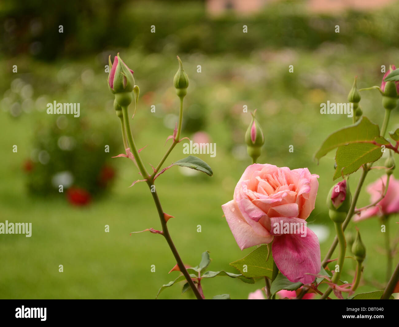 Nature and roses hi-res stock photography and images - Alamy