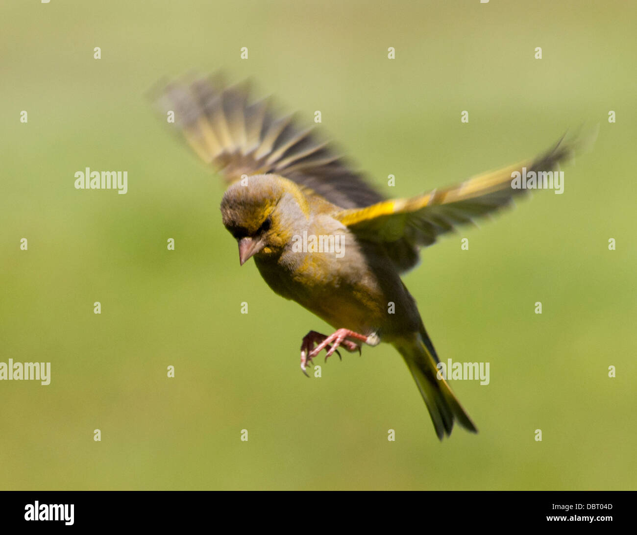 Greenfinch in flight Stock Photo - Alamy