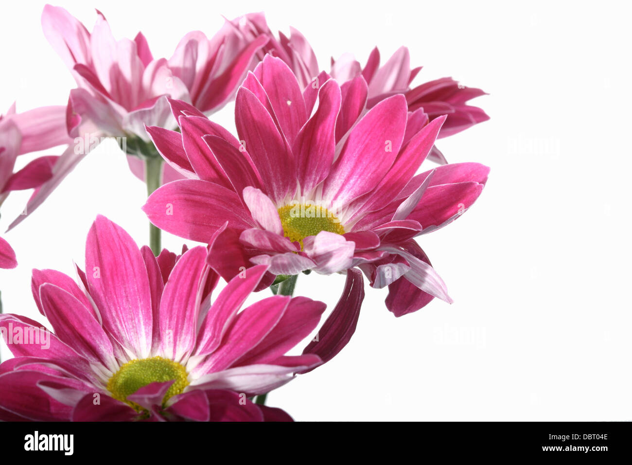 beautiful pink spring flower close-up Stock Photo - Alamy