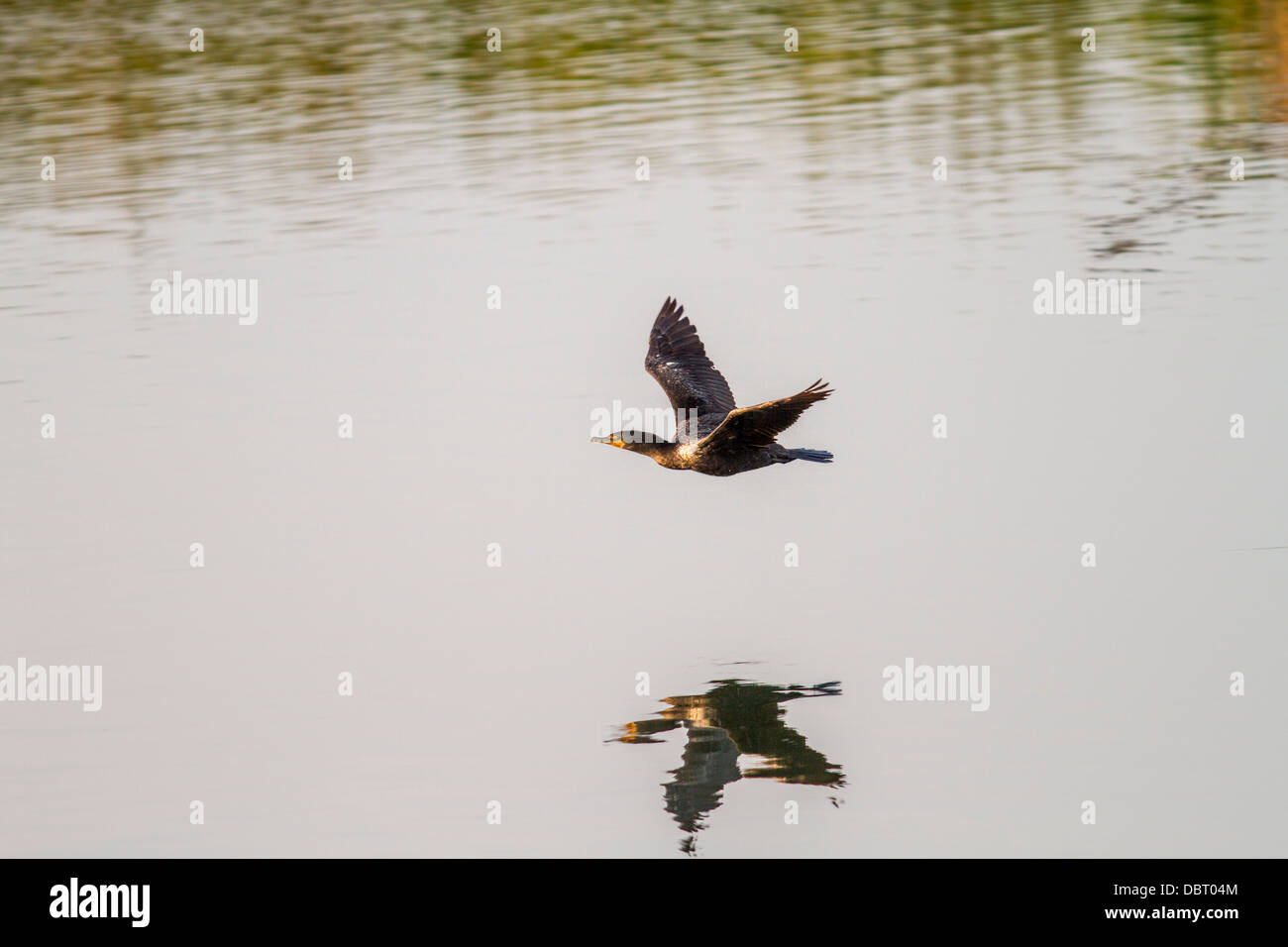 Double-crested Cormorant (Phalacrocorax auritus) Capture in flight ...