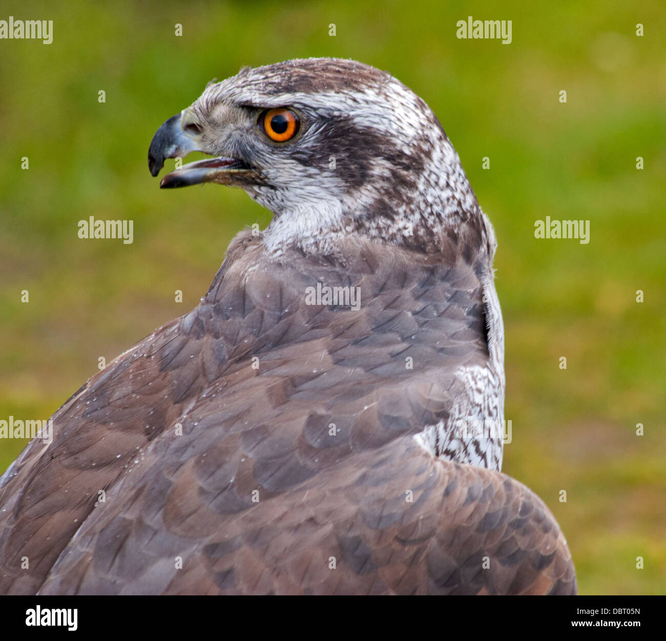 Goshawk profile portrait Stock Photo - Alamy