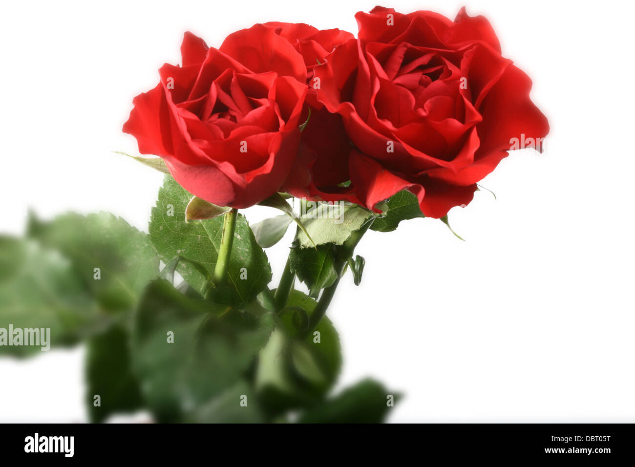 beautiful red rose spring flower close-up Stock Photo - Alamy