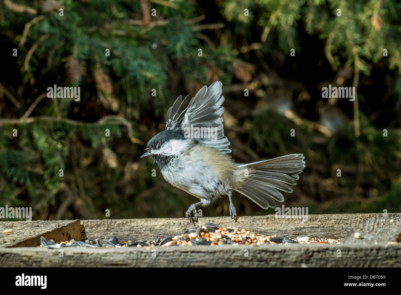 Black-capped Chickadee (Poecile atricapillus) Frozen wing action on ...