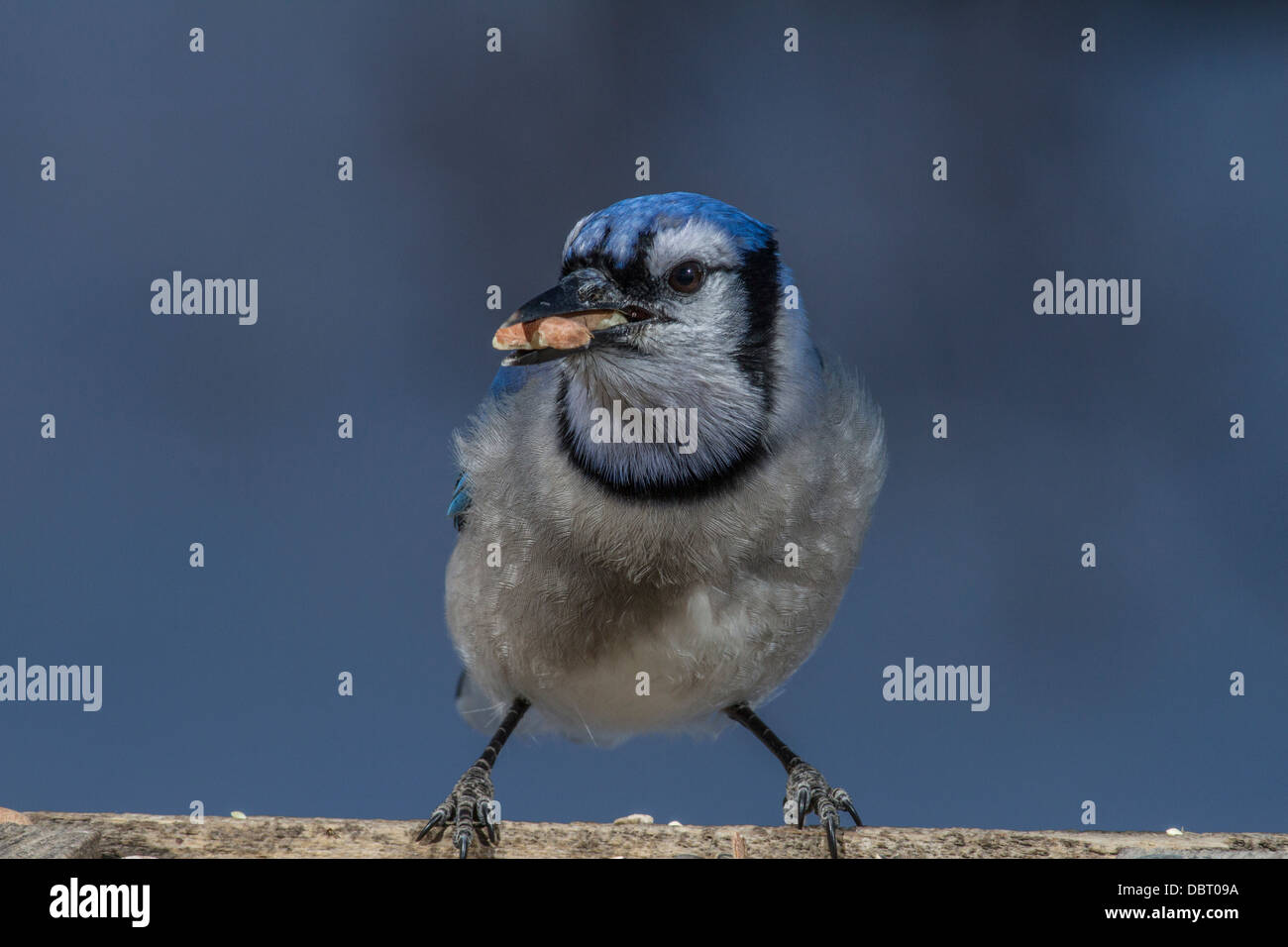 Blue Jay (Cyanocitta cristata) Blue jay, with its many shades of ...