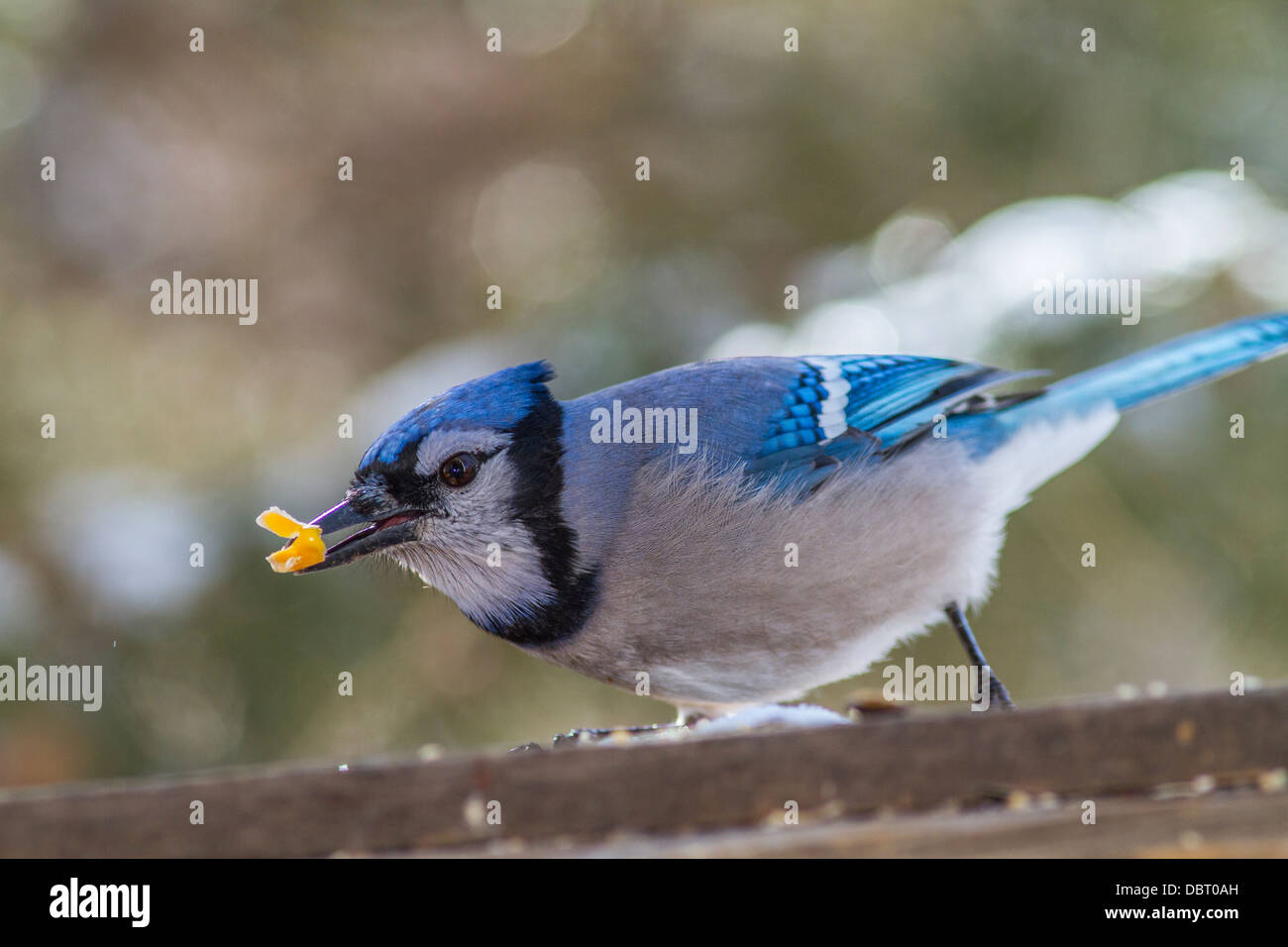 Blue Jay (Cyanocitta cristata) Blue jay, with its many shades of ...
