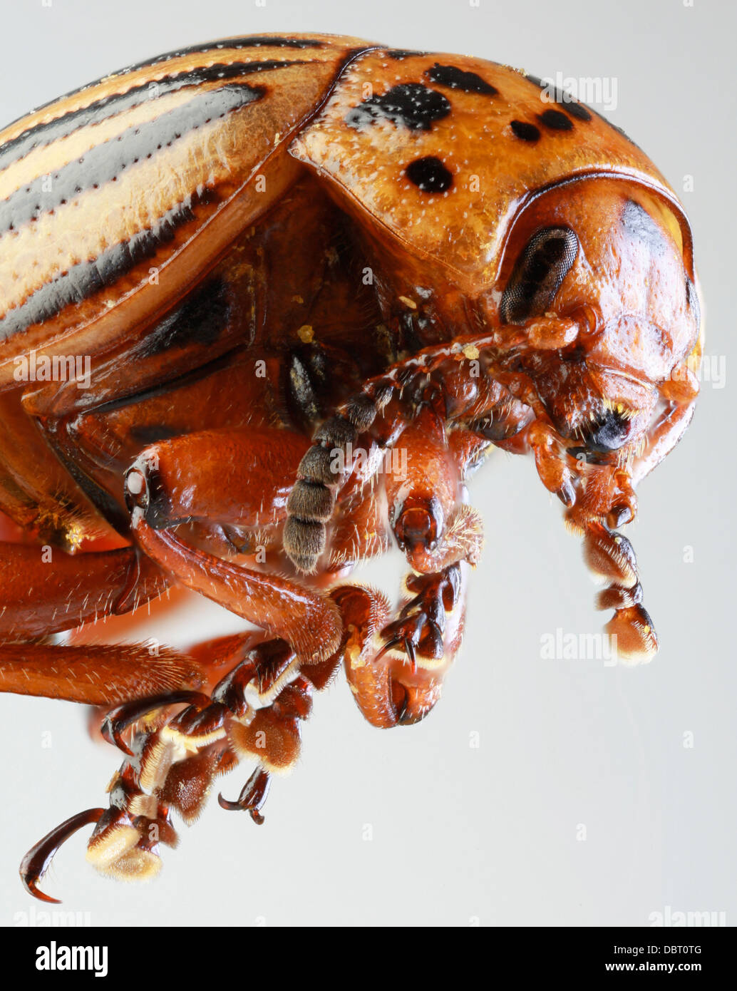 Colorado Potato Beetle (Leptinotarsa decemlineata Stock Photo - Alamy