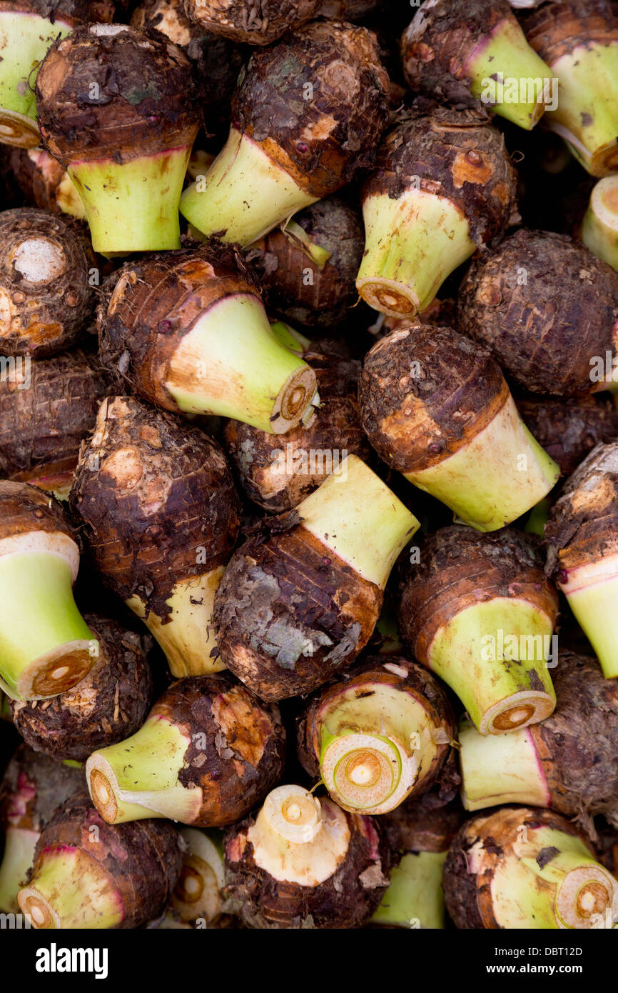 Sale of exotic Bulbs on a Market in Bangkok, Thailand Stock Photo - Alamy