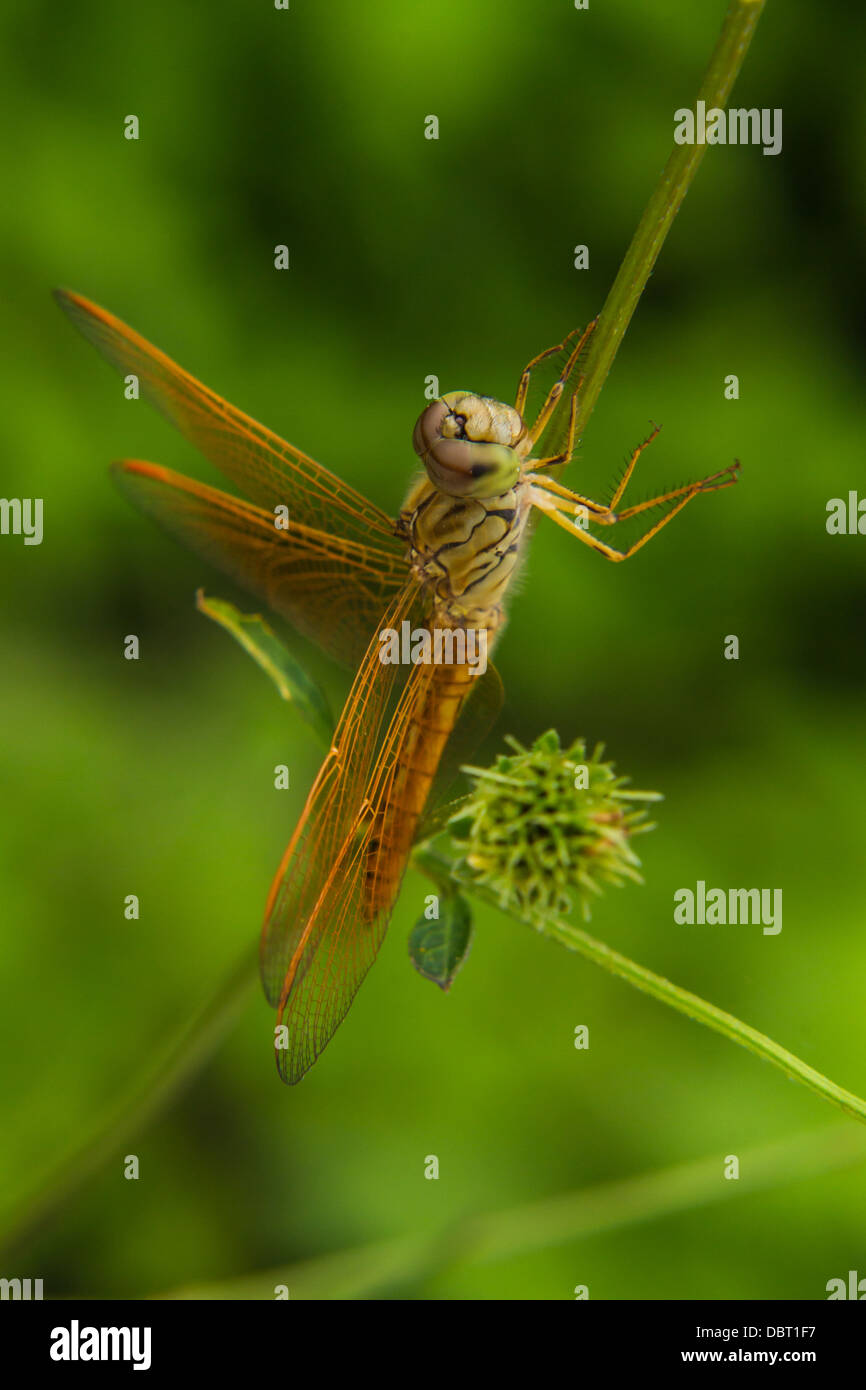 Death web hi-res stock photography and images - Alamy