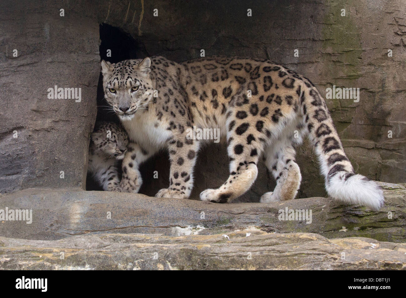 Snow Leopards, mother and 14 weeks old cub Stock Photo - Alamy