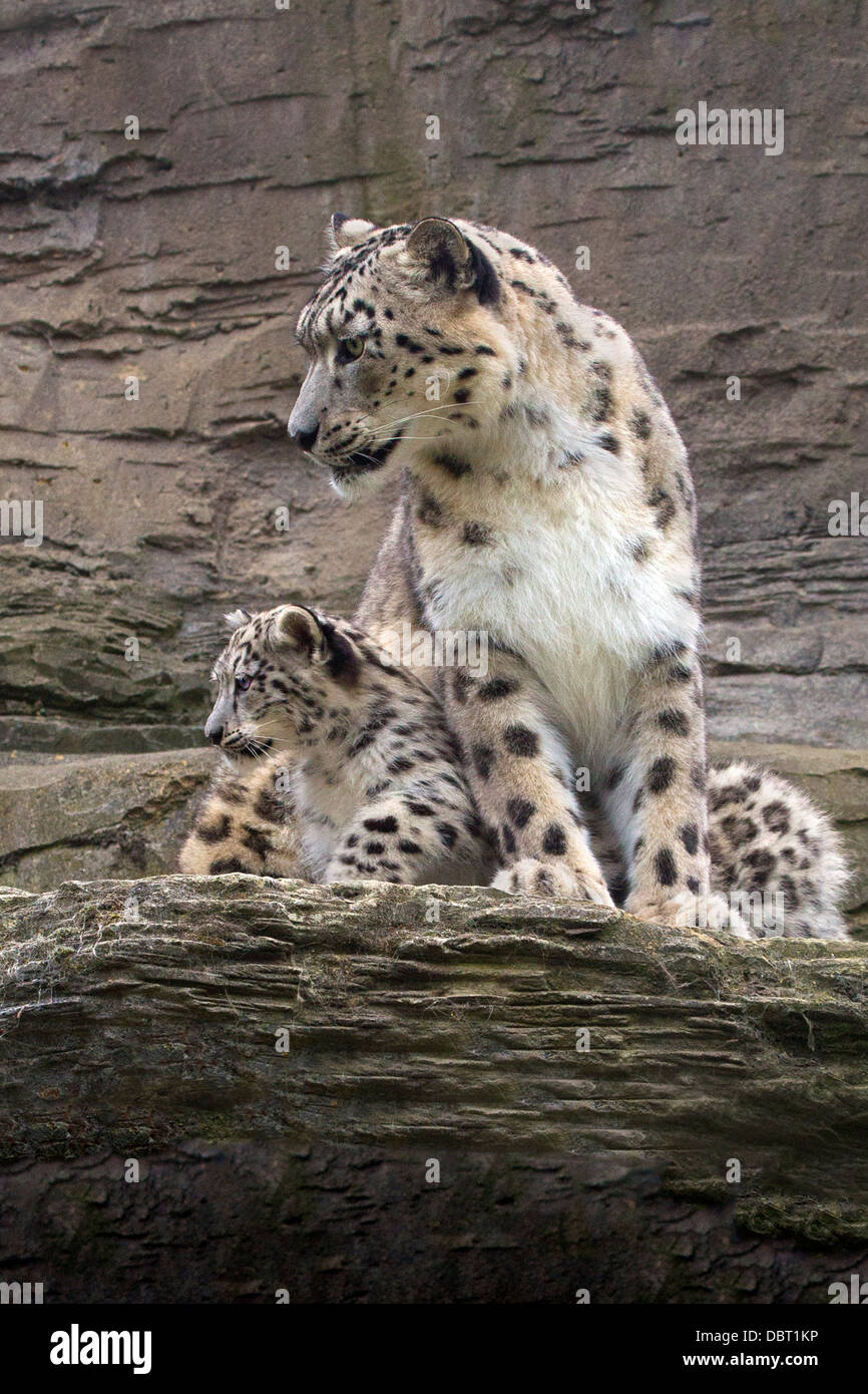 Snow Leopards, mother and 14 weeks old cub Stock Photo - Alamy