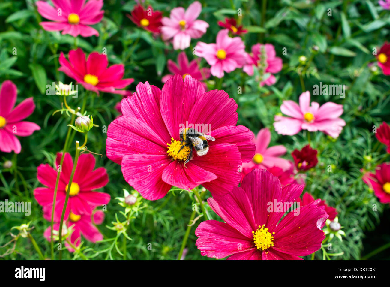 Pink cosmos flowers in a cottage garden Stock Photo - Alamy