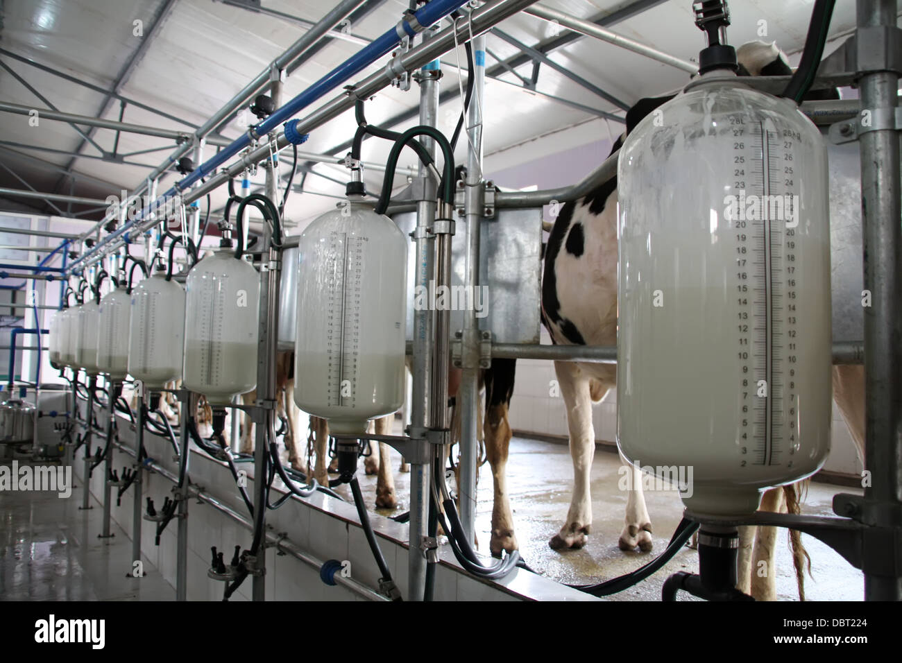 Milking Factory High Resolution Stock Photography and Images - Alamy