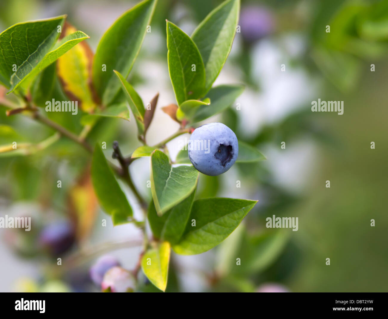 Cultivated blueberry hi-res stock photography and images - Alamy