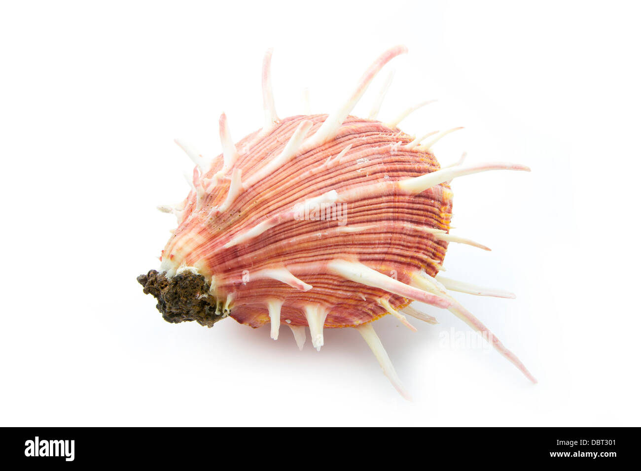 sea shell isolated on white background Stock Photo - Alamy