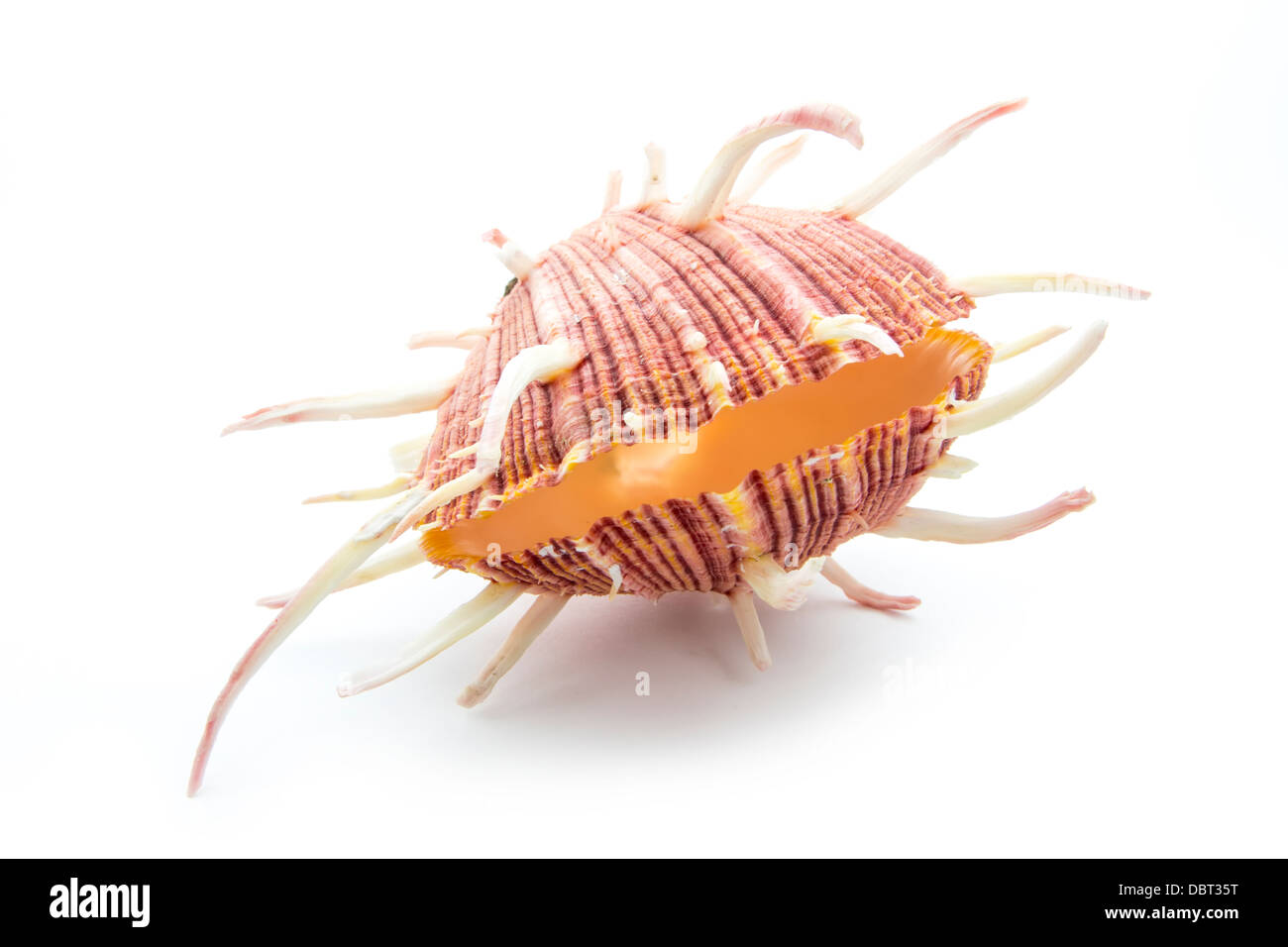 Sea shell brown spikes hi-res stock photography and images - Alamy