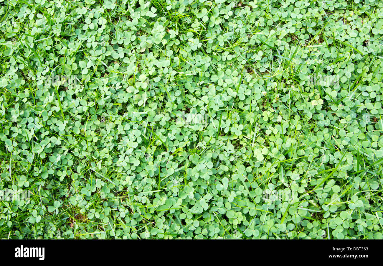 Three leafed hi-res stock photography and images - Alamy