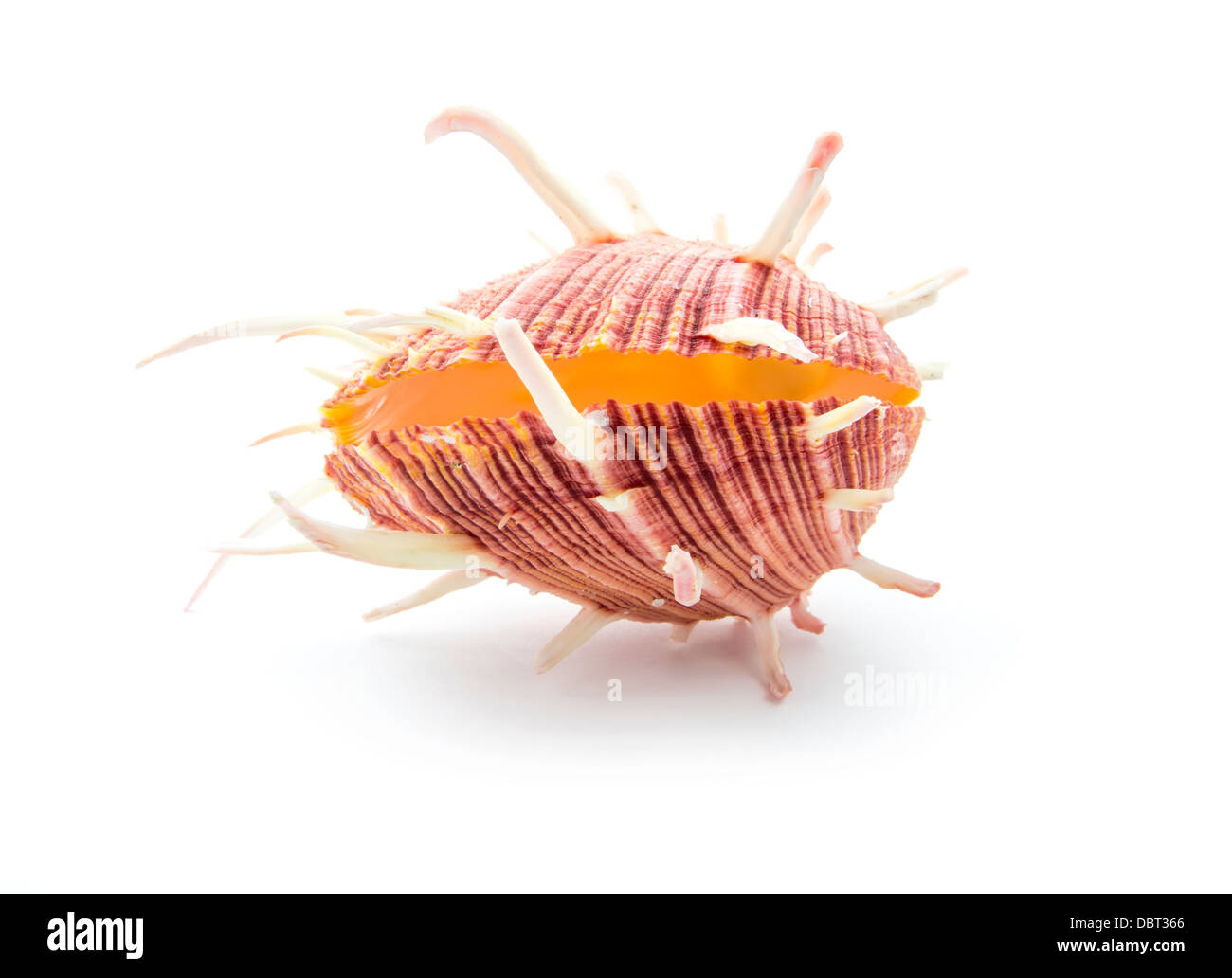 sea shell isolated on white background Stock Photo - Alamy
