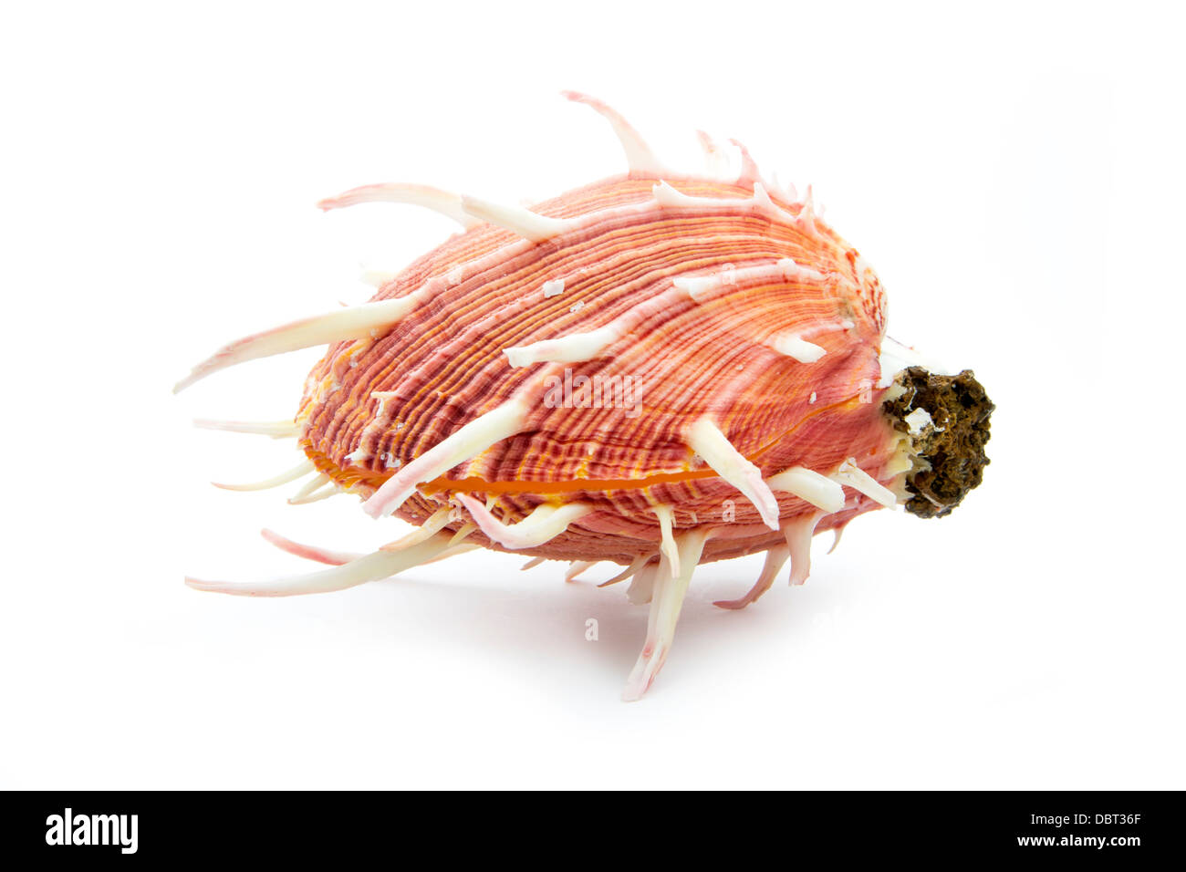 Clam shell on sand background Cut Out Stock Images & Pictures - Alamy