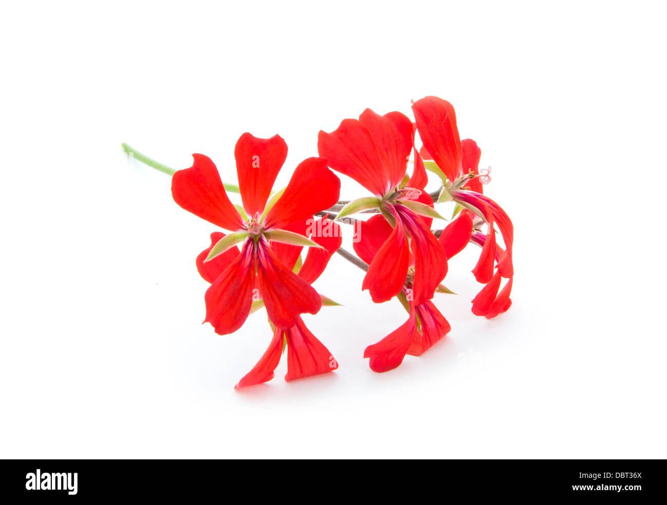 red geranium flower isolated on white background Stock Photo - Alamy