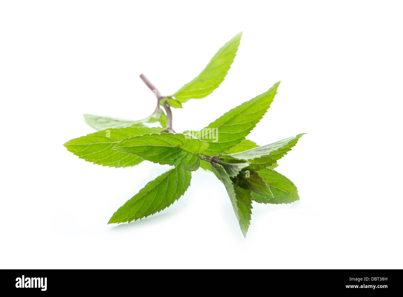fresh green mint isolated on white background Stock Photo - Alamy