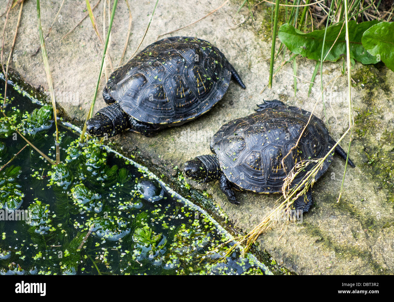European Pond Tortoise Turtle Stock Photo - Alamy