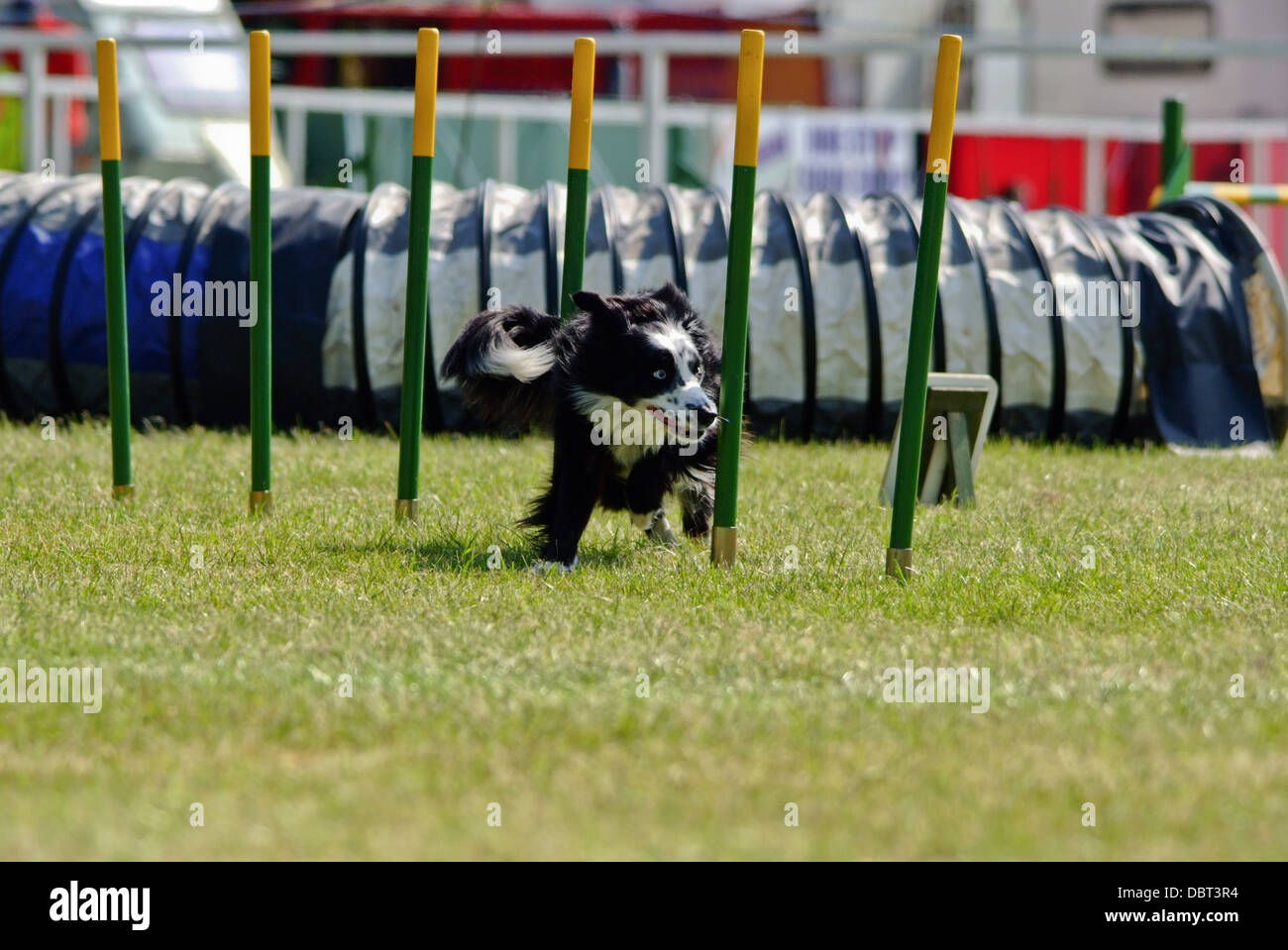 Dog trainer dog trainers hi-res stock photography and images - Alamy