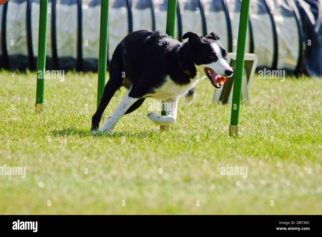 Border collie Going Through weave Poles at Agility Dog Show Stock Photo ...