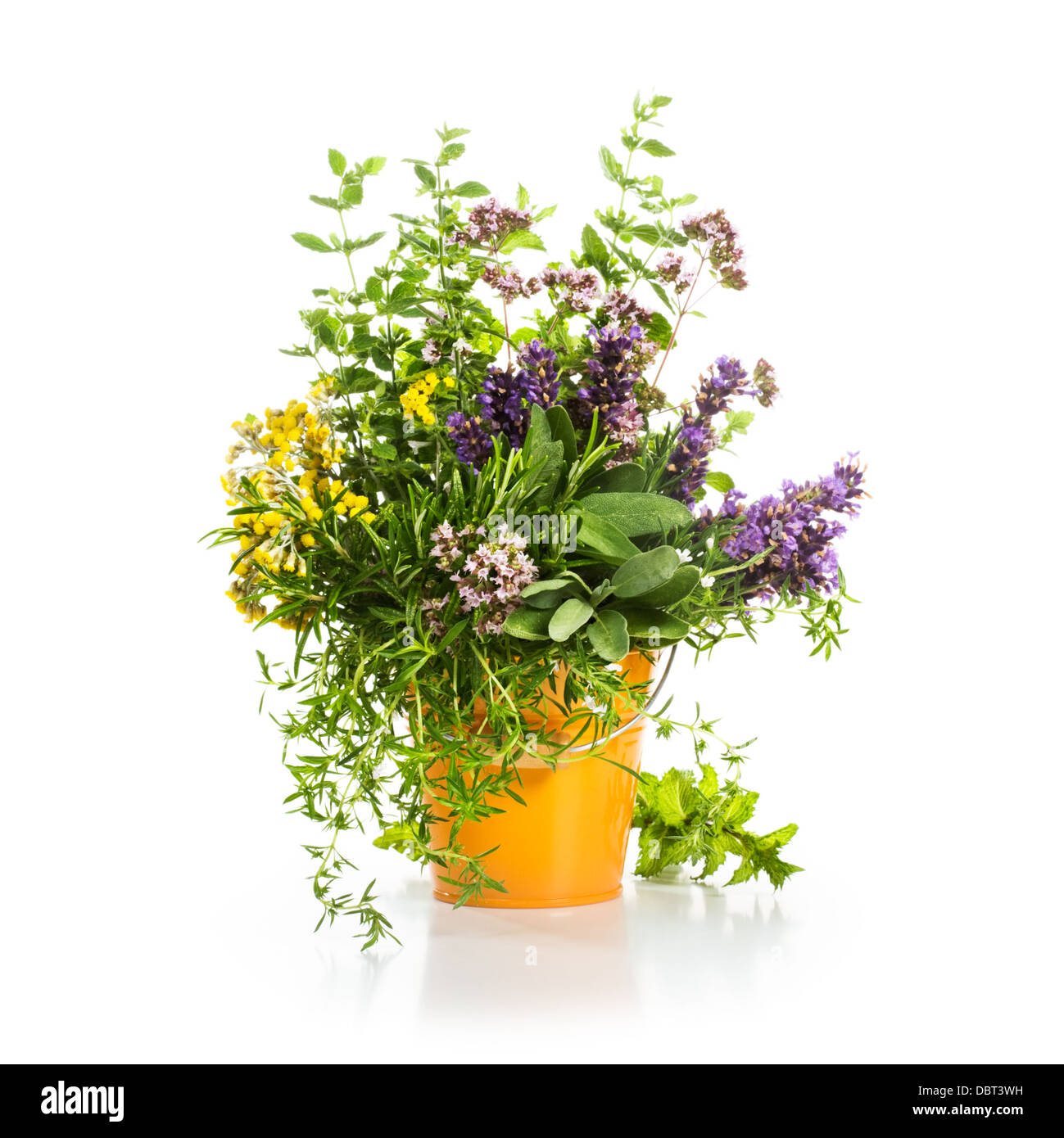 Small bucket of blooming herbs on white background Stock Photo - Alamy