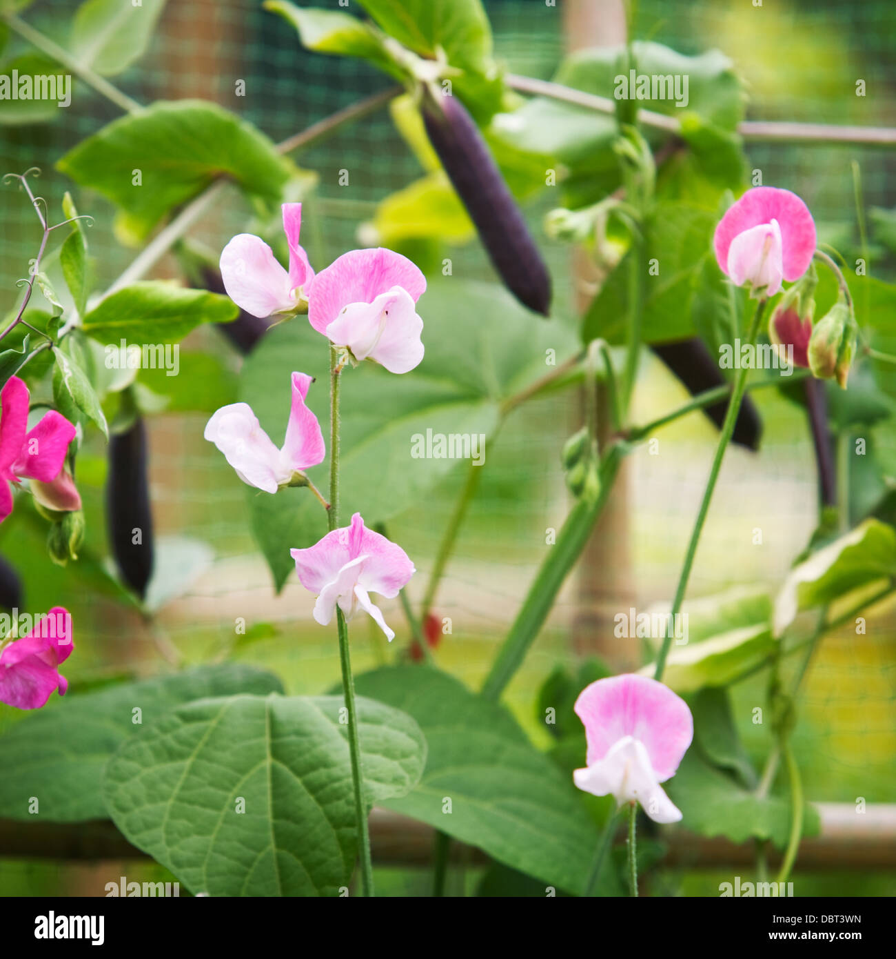 Black bean flowers hi-res stock photography and images - Alamy