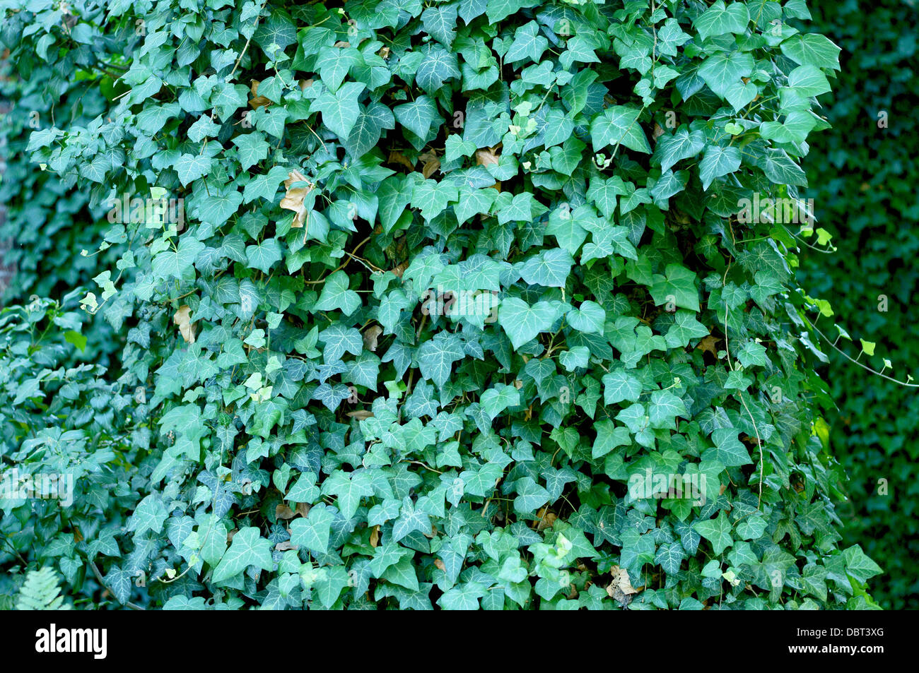 Ivy covering old tree trunk Hedera helix Stock Photo - Alamy