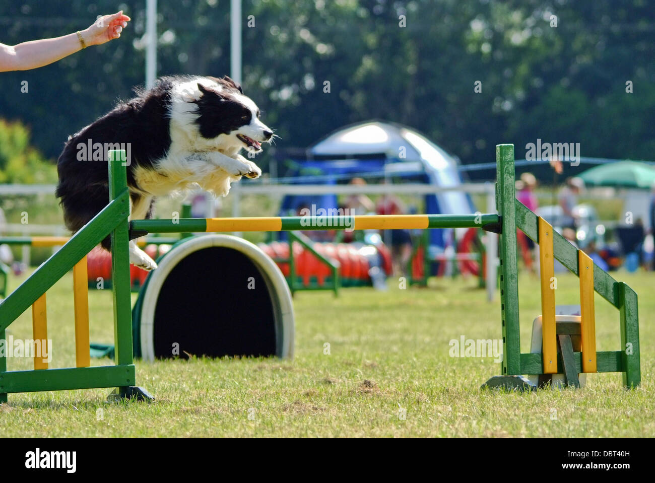 Border collie jumping poles at agility show hi-res stock photography ...