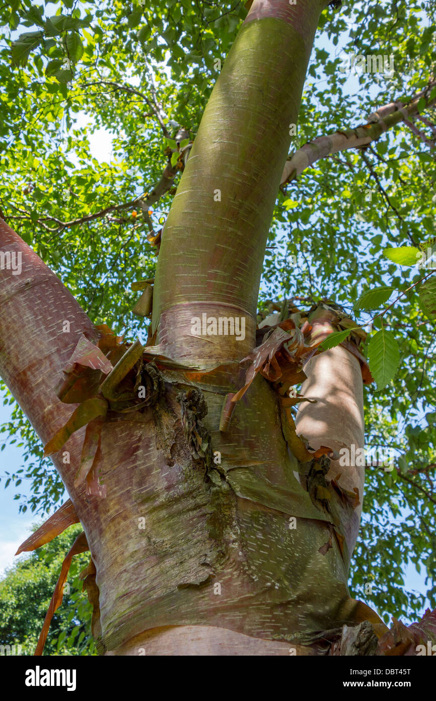 Decorative Peeling Prunus Tree Bark Stock Photo - Alamy
