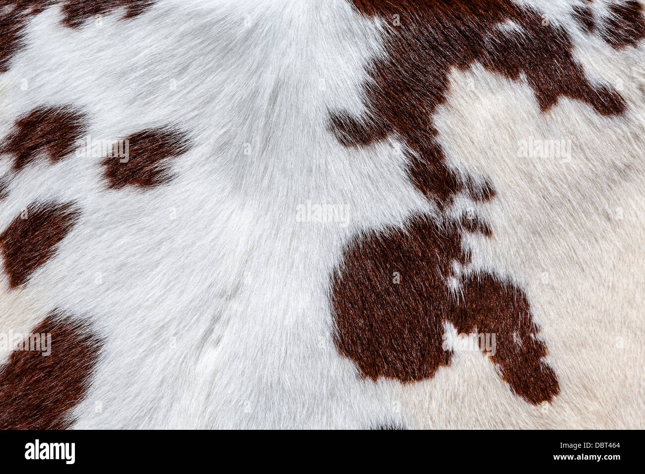 Cow skin background Stock Photo - Alamy