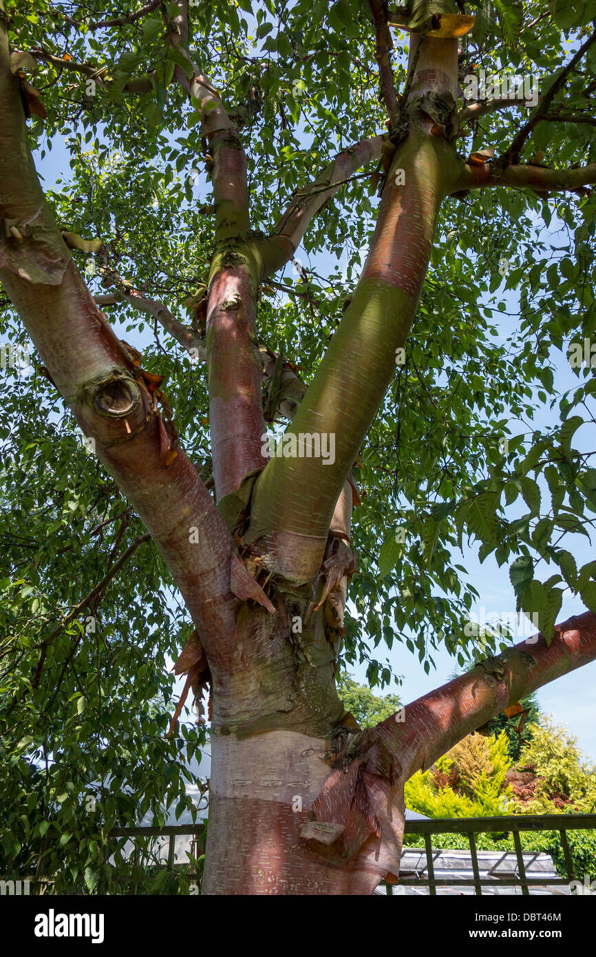 Prunus tree hi-res stock photography and images - Alamy