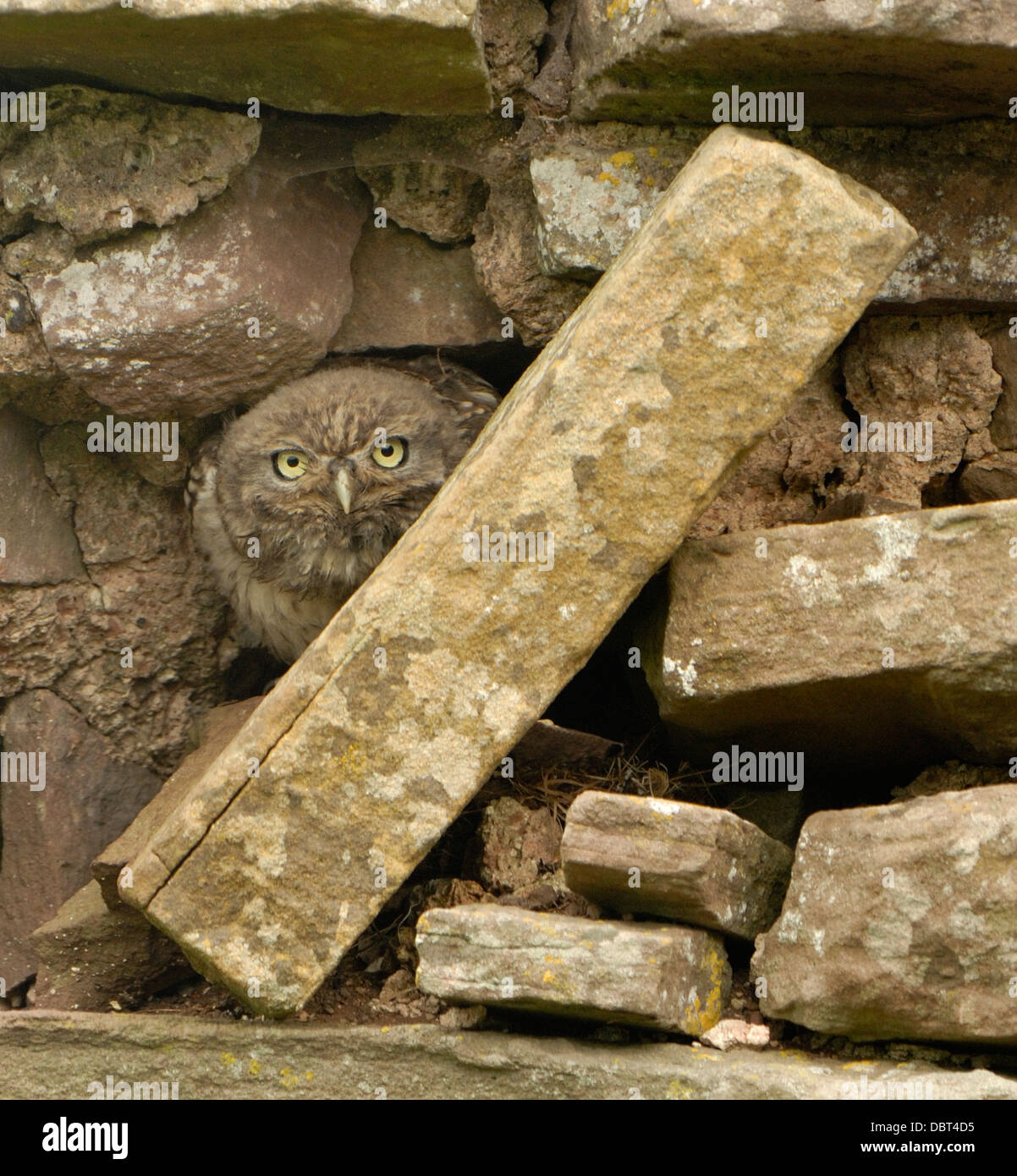 Little owl in wall hi-res stock photography and images - Alamy